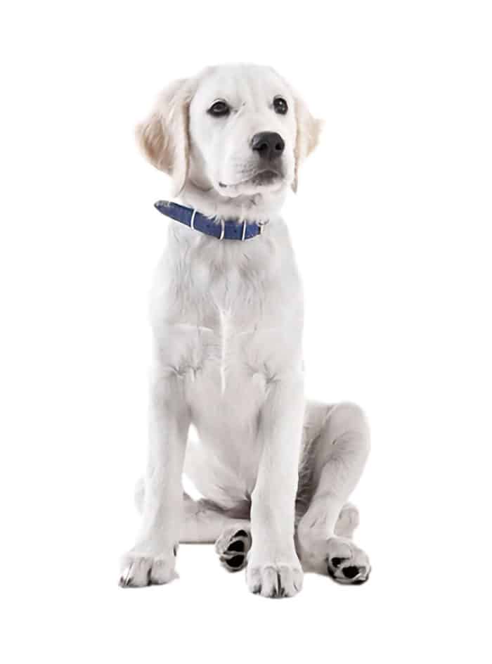 isolated-dog | Dog Dase